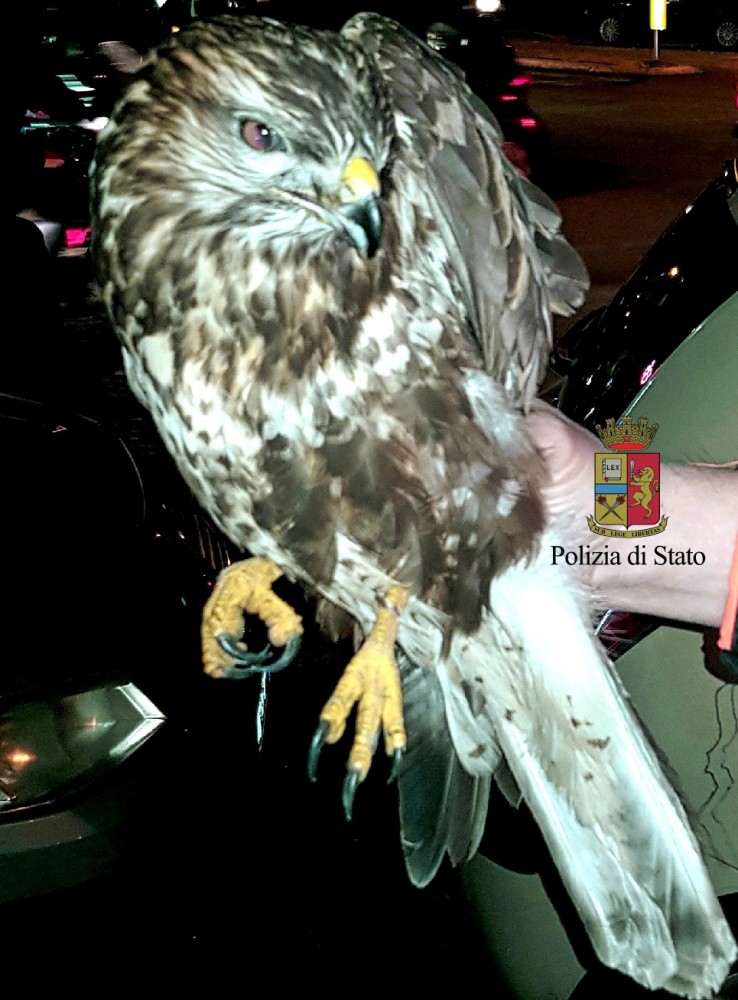 I poliziotti della sezione Nibbio salvano una poiana a piazza Carlo III